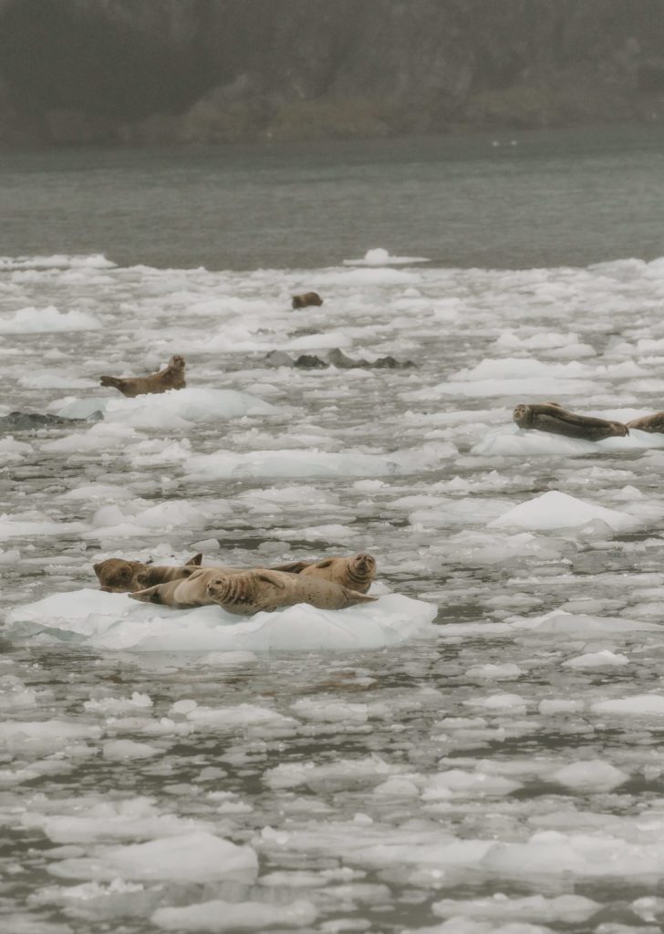 The One Where I Get Engaged: Alaska Trip Recap - sydneybreann.com